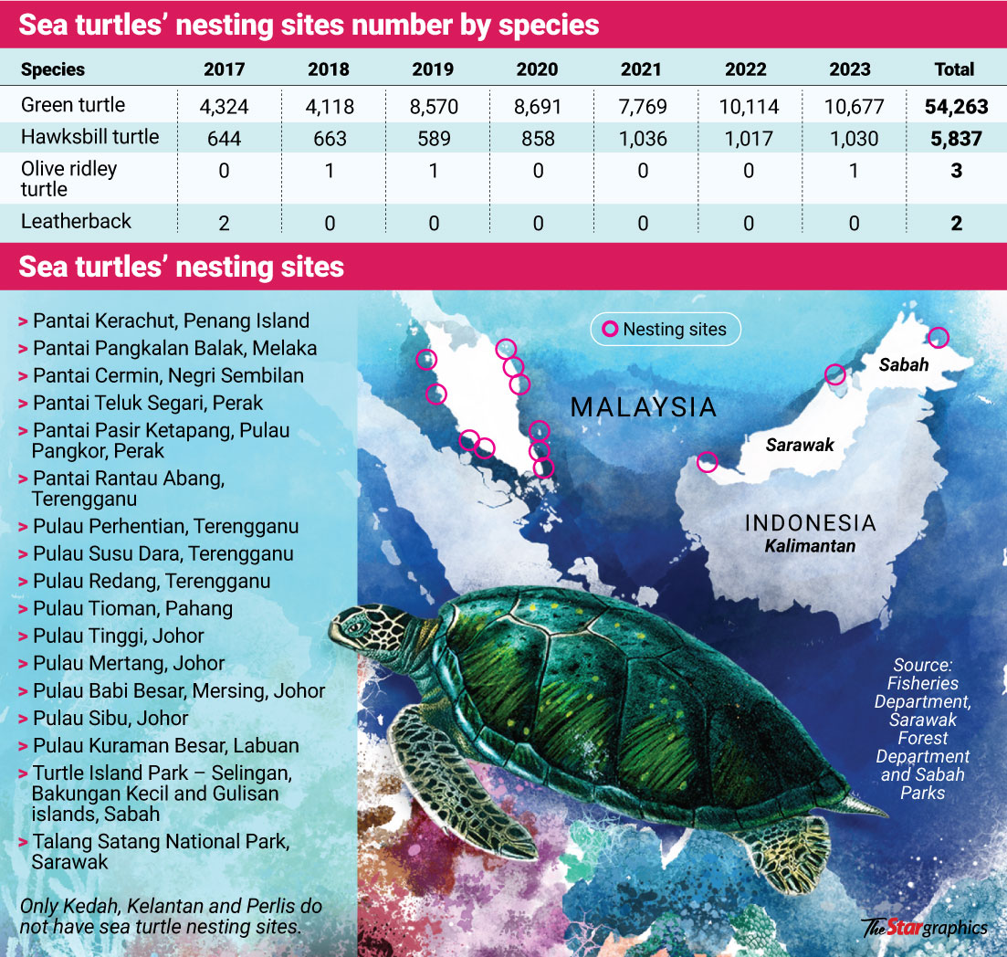 Turtle-y good news for wildlife | The Star